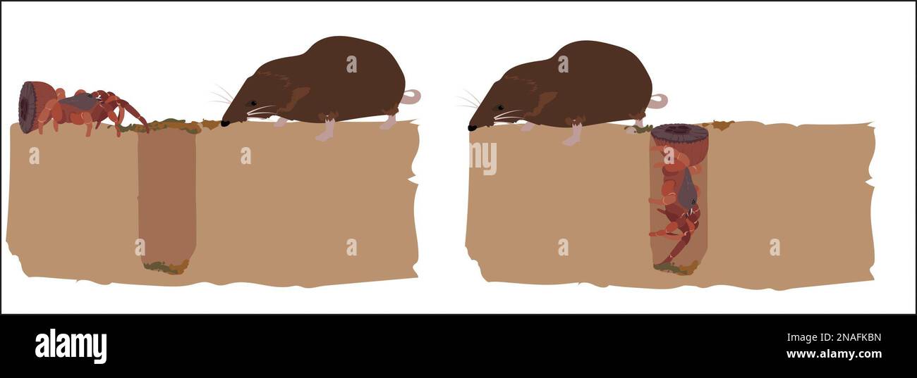 Chinese hourglass spider's burrow Stock Photo - Alamy