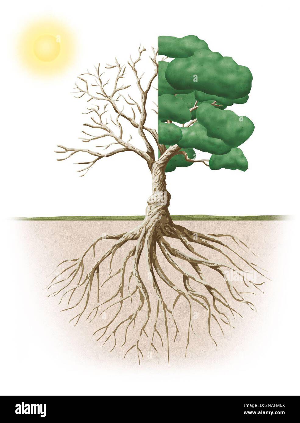 Tree Anatomy illustration Stock Photo - Alamy