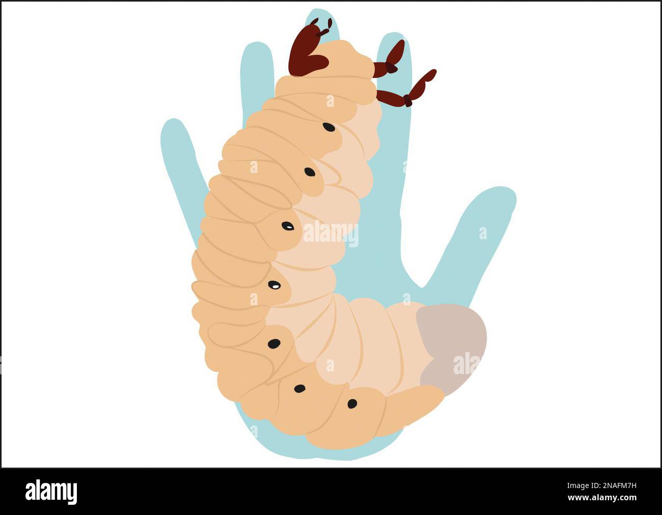 Goliath beetle larva Stock Photo - Alamy