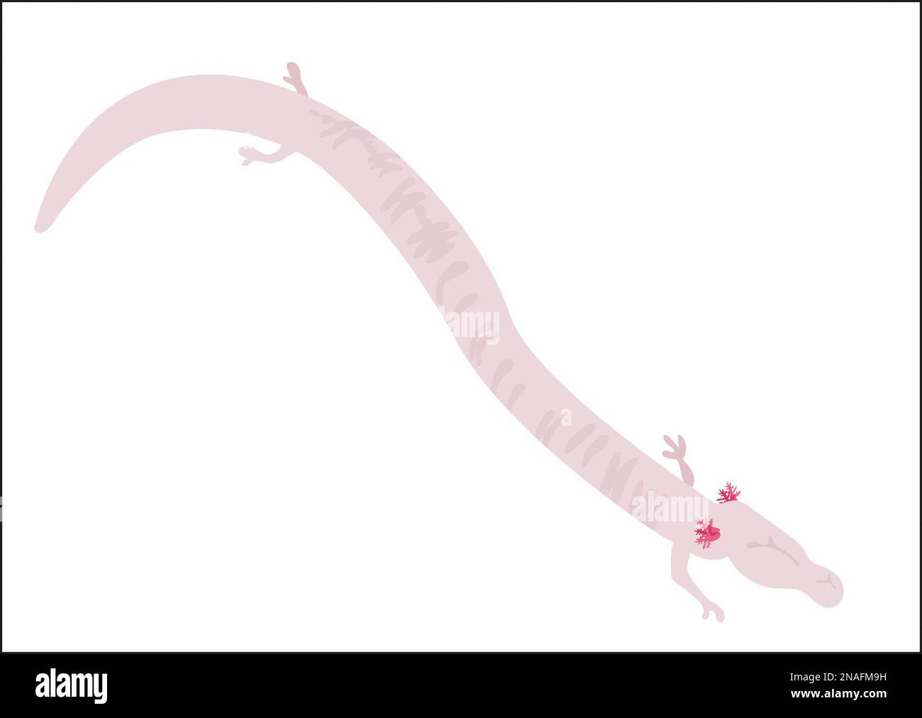 Olm amphibian hi-res stock photography and images - Alamy