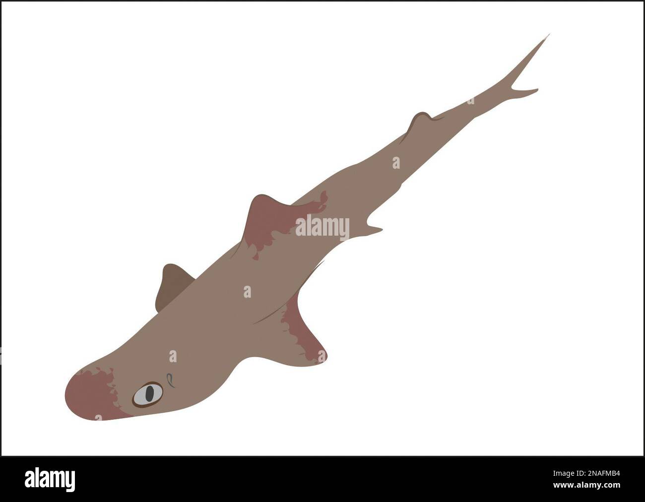 Sandtiger shark pup Stock Photo - Alamy