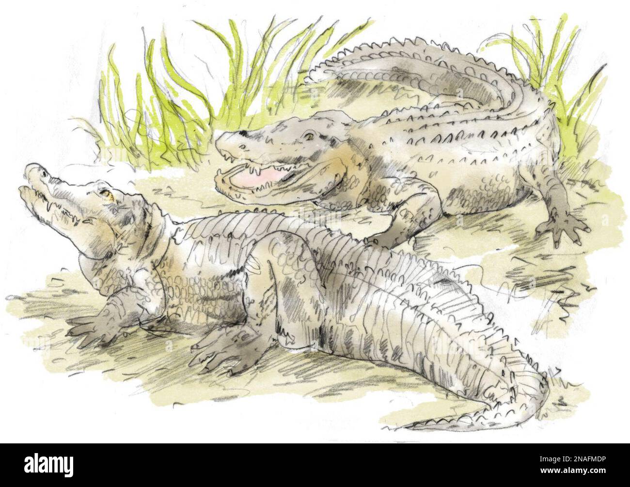 Mississippiensis alligator Cut Out Stock Images & Pictures - Alamy