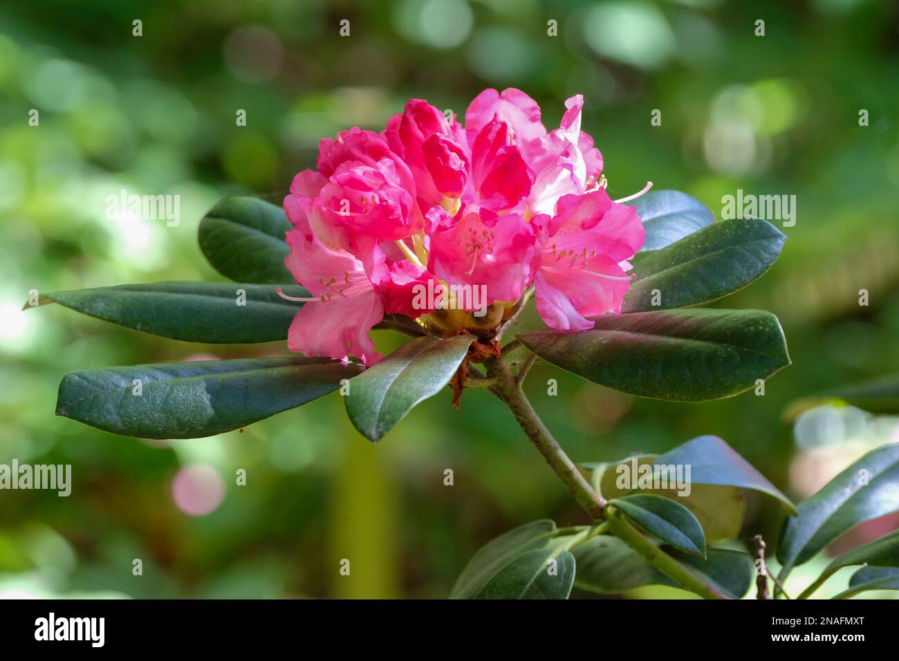 Rhododendron evergreen shrub hi-res stock photography and images - Alamy