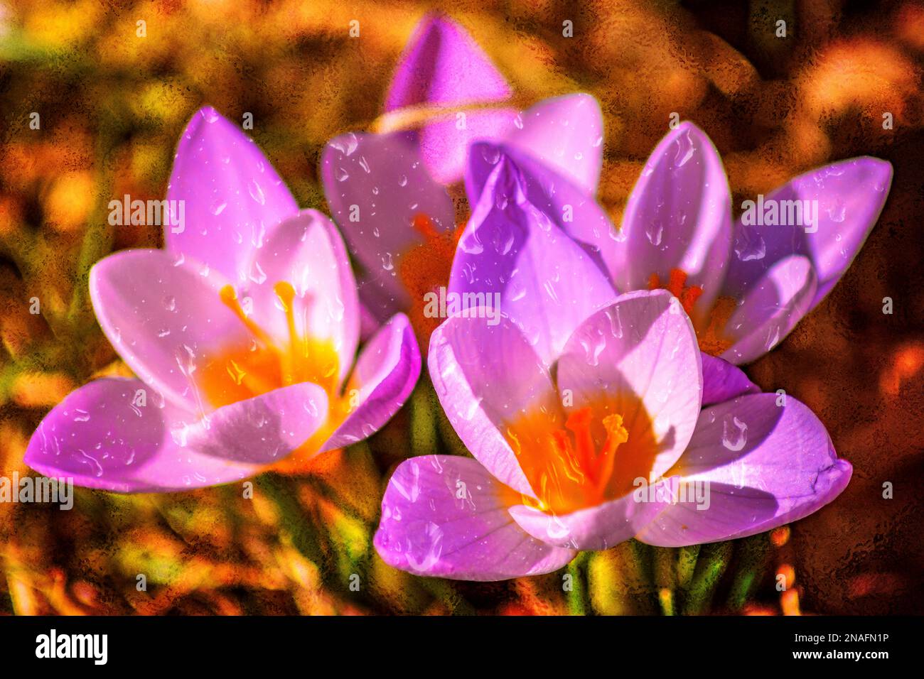 FLORA : PURPLE FLOWER LOVE Stock Photo - Alamy