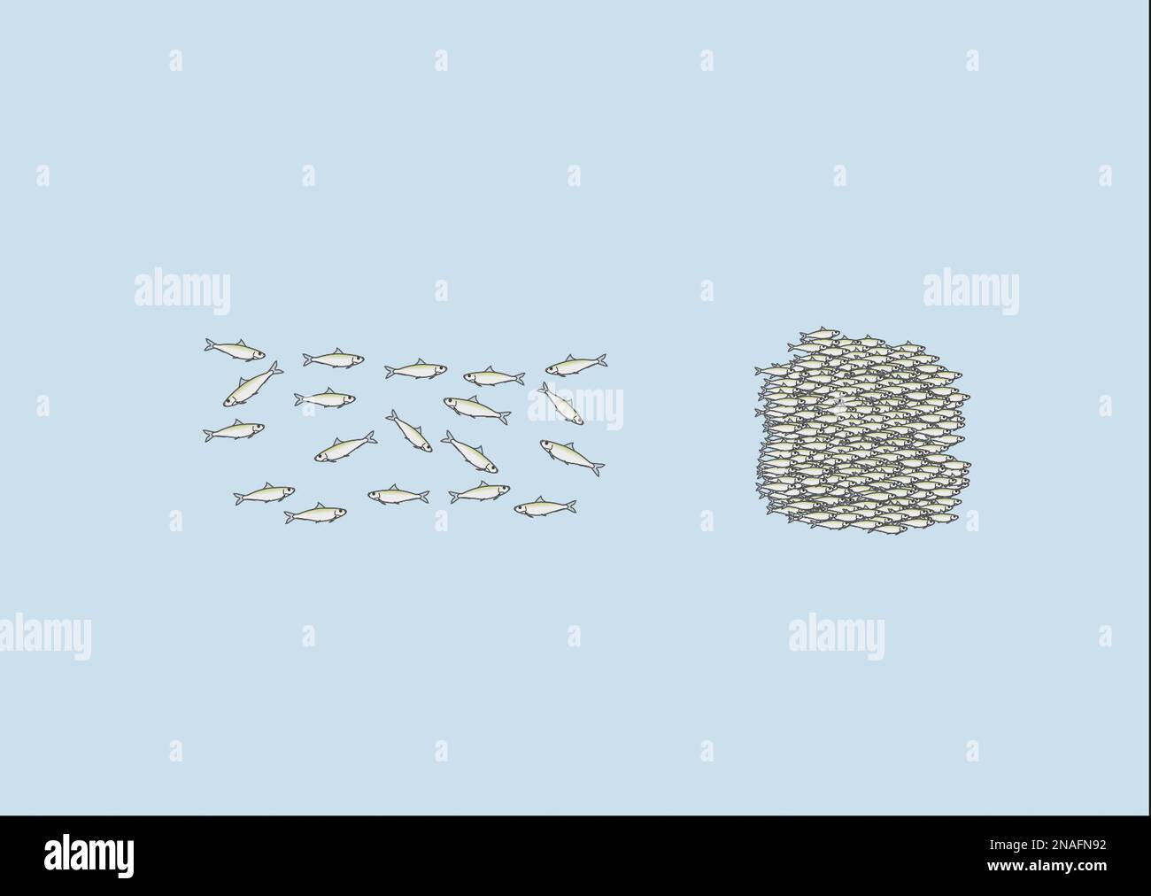 Comparison of a shoal of fish (left) and a school of fish (right Stock ...