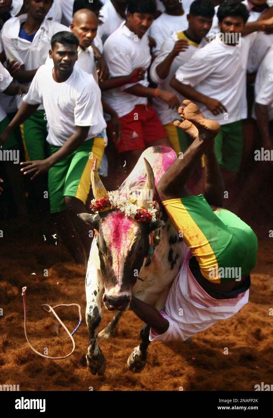 An Indian bull tamer holds onto a bull during Jallikattu, a bull-taming ...