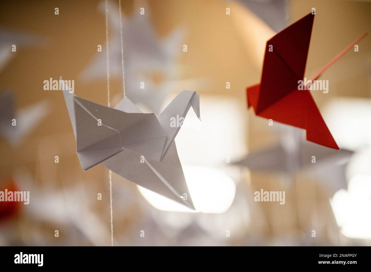 Japanese folded Origami cranes hanging on with strings. Hundreds ...