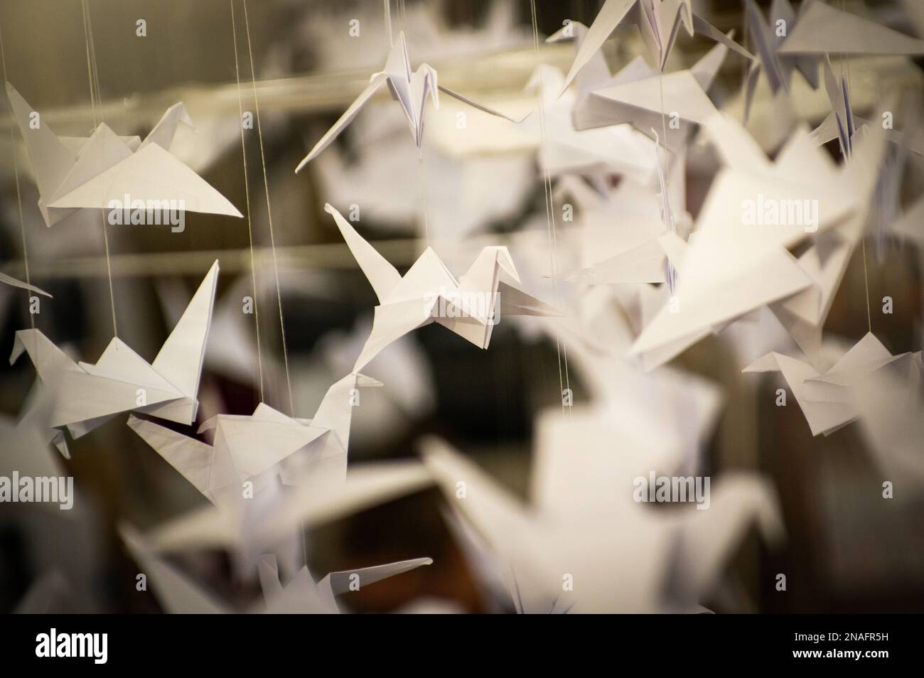 Japanese folded Origami cranes hanging on with strings. Hundreds ...