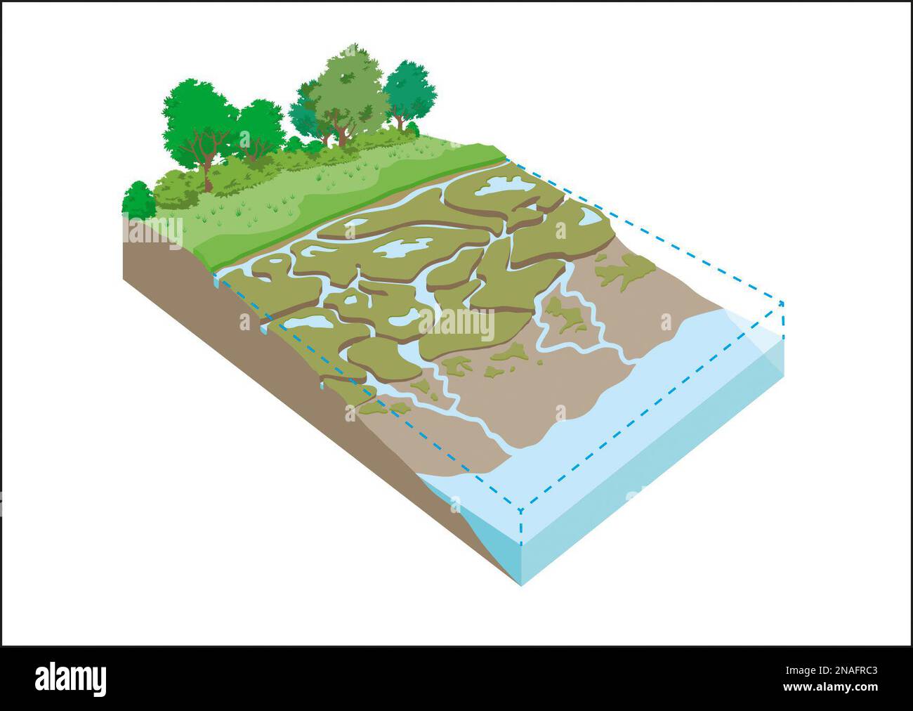 Cross-section of salt marches Stock Photo - Alamy