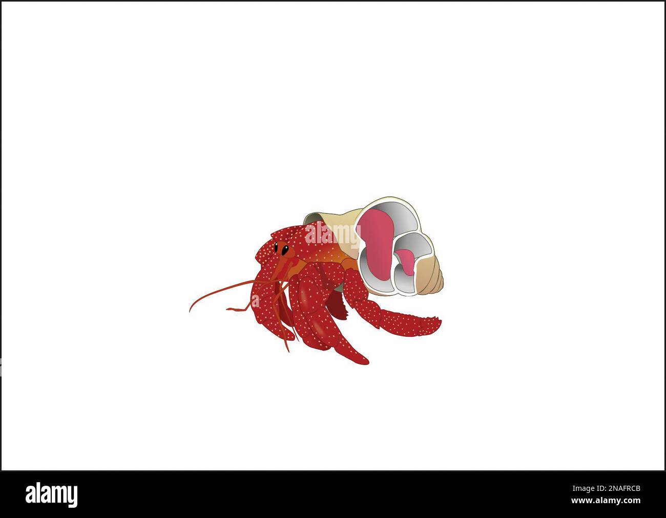 hermit crab with cross-section shell Stock Photo - Alamy