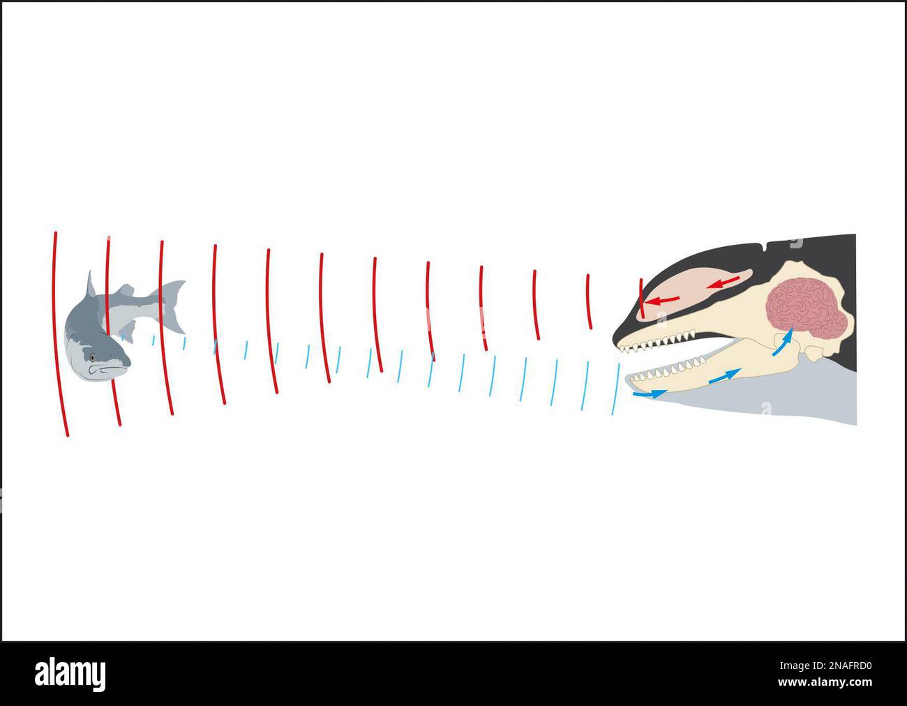 Orca hunting using echolocation, diagram Stock Photo - Alamy