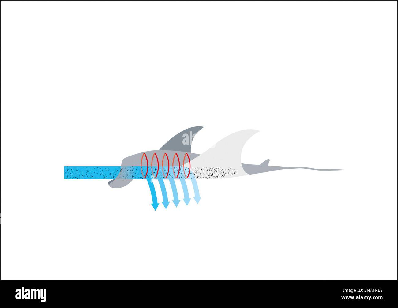Illustration of Basking shark feeding through gill rakers Stock Photo ...