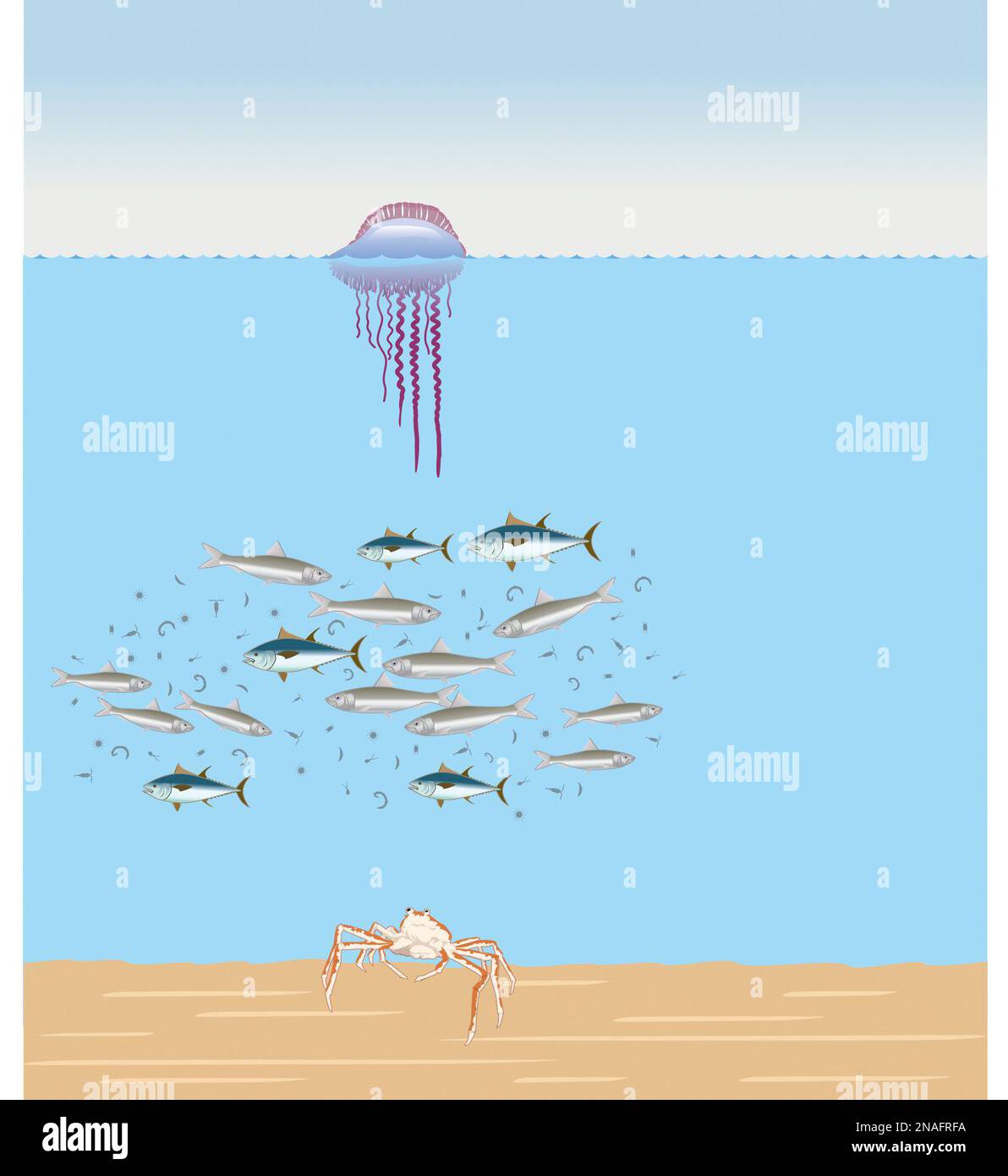 diagram showing ocean depths Stock Photo - Alamy