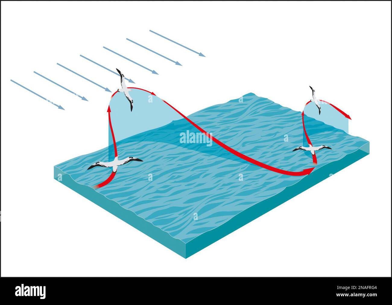 Wandering albatross soaring flight diagram Stock Photo - Alamy