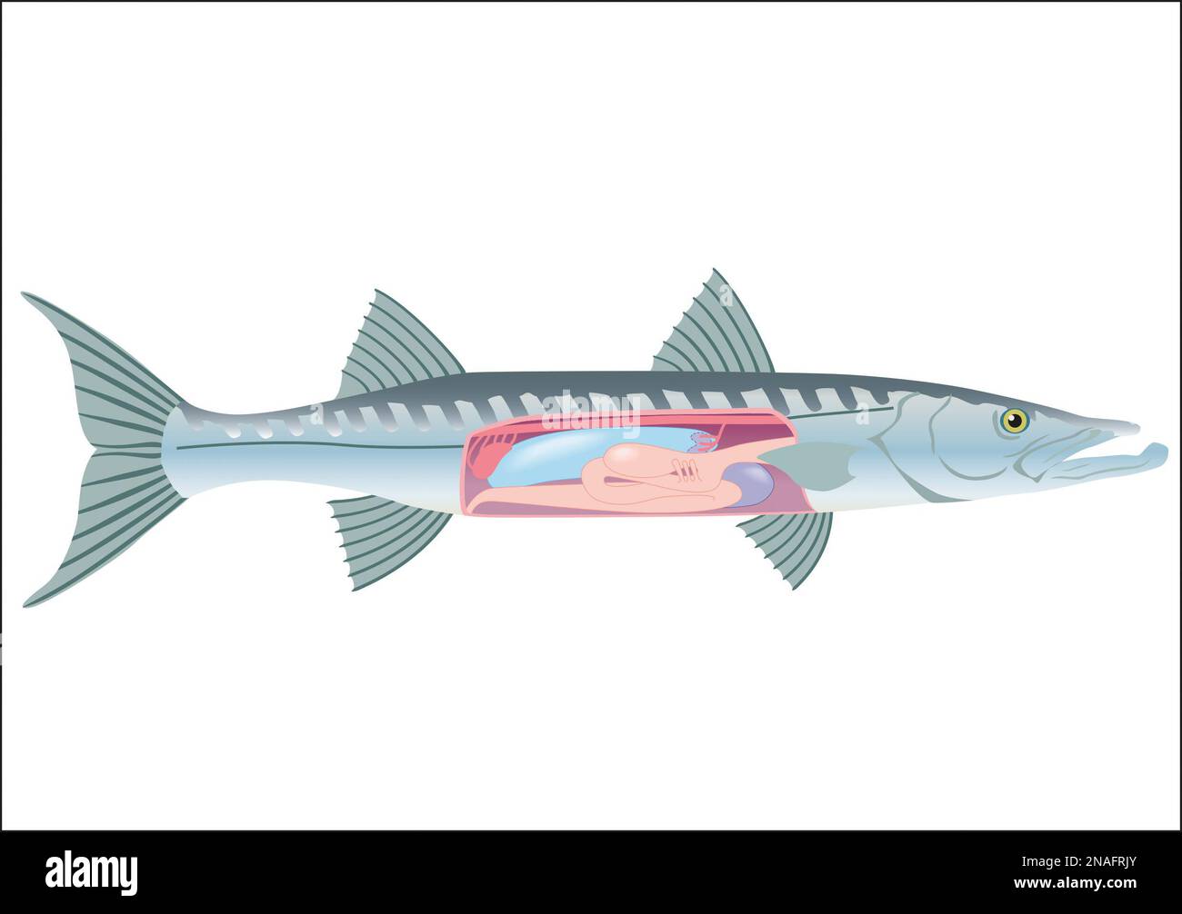 Illustration of barracuda with swim bladder Stock Photo - Alamy