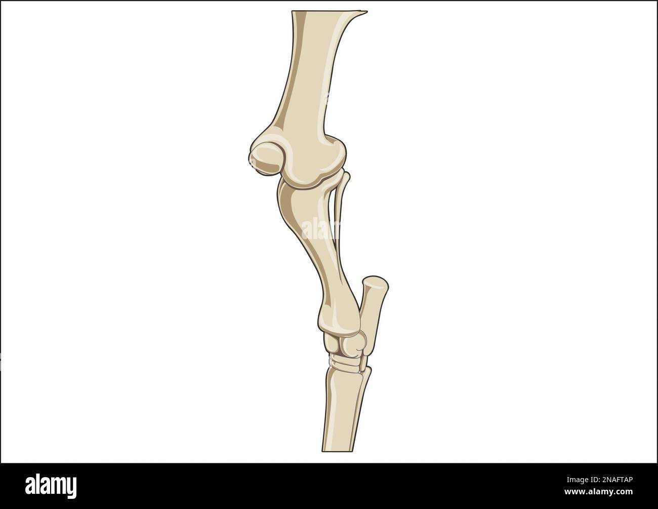 horse shins skeleton Stock Photo - Alamy