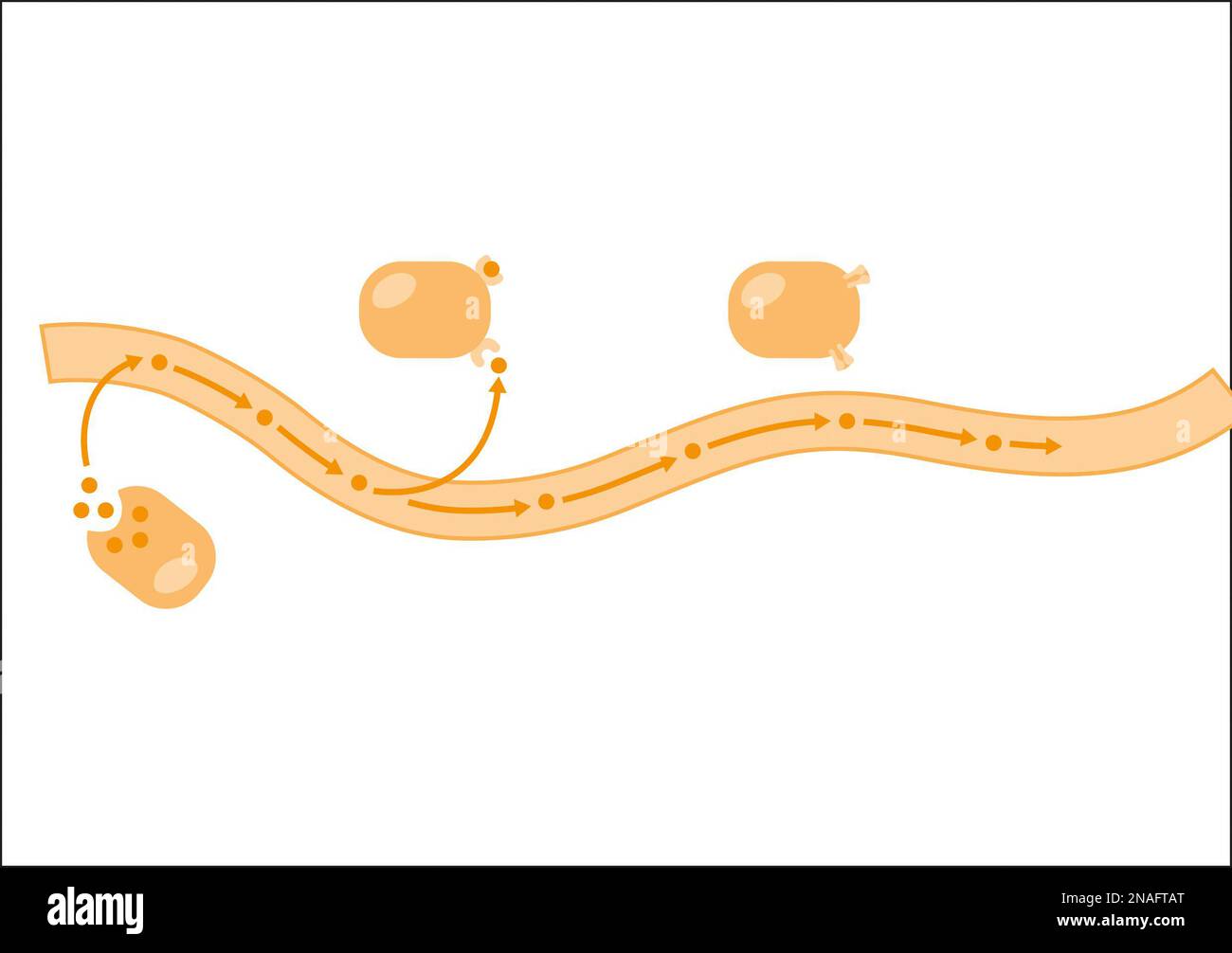 Flow of hormones through blood stream with different receptors for ...