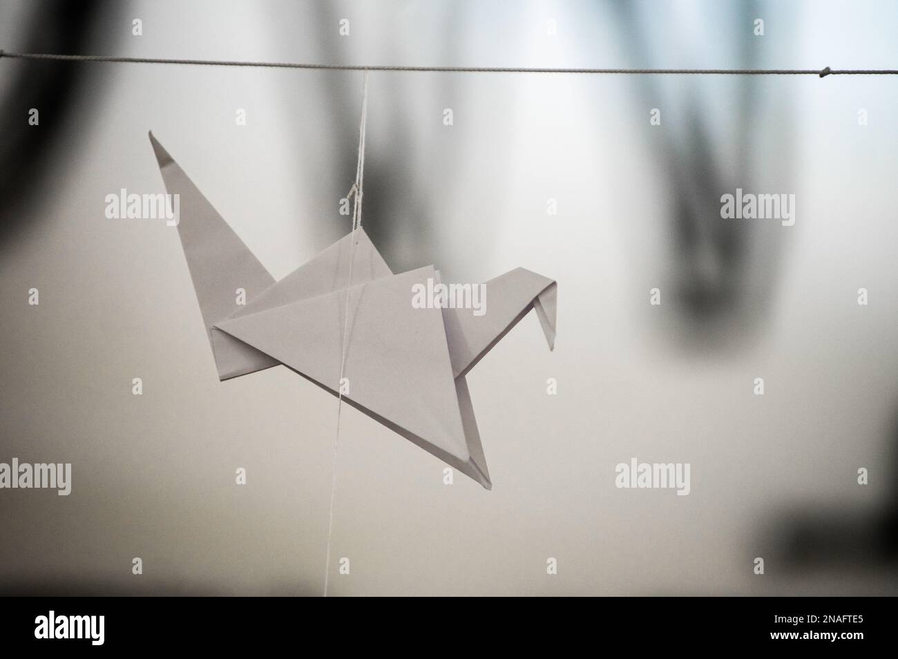 Japanese folded Origami cranes hanging on with strings. Hundreds ...