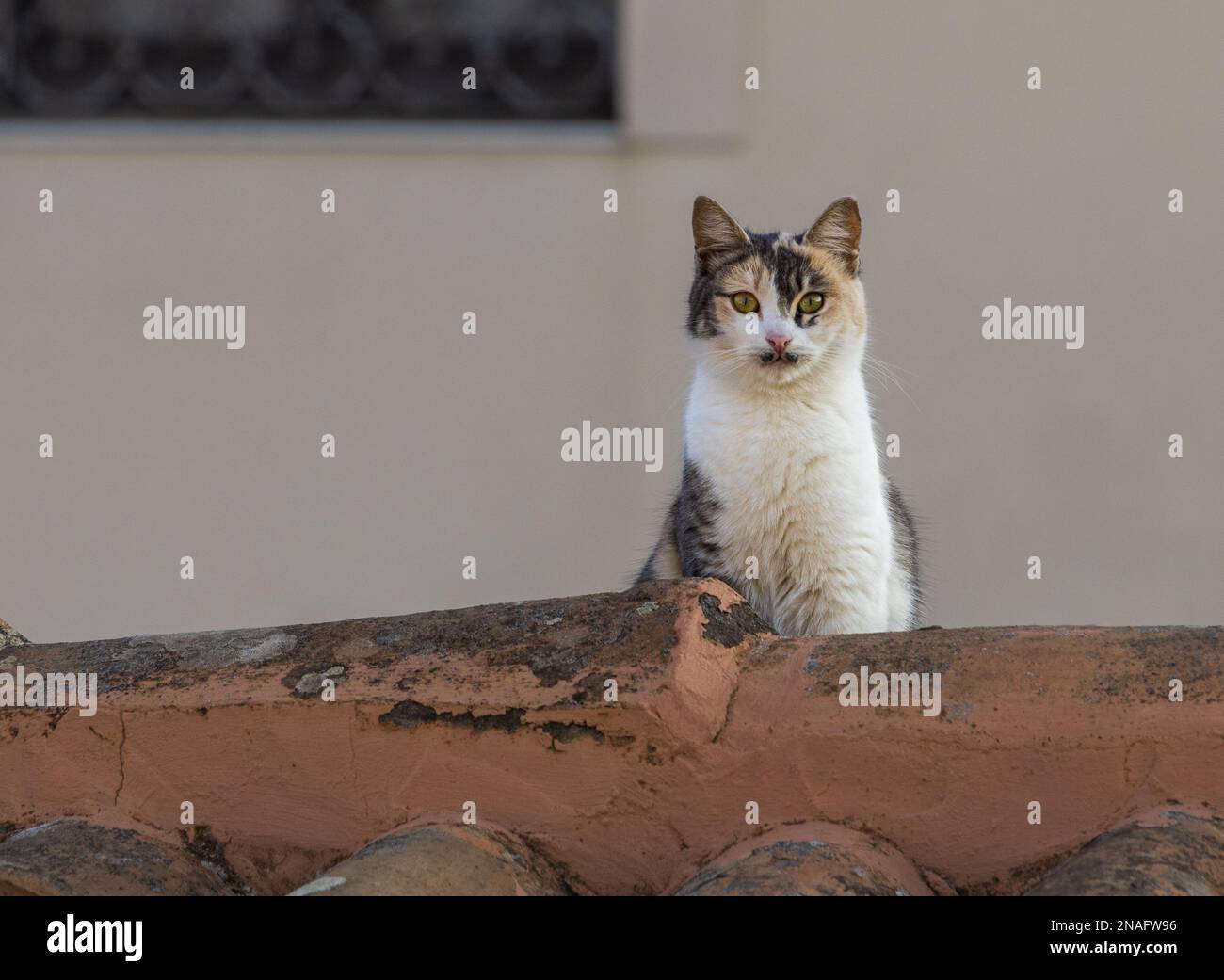 domestic cat looking at camera Stock Photo - Alamy