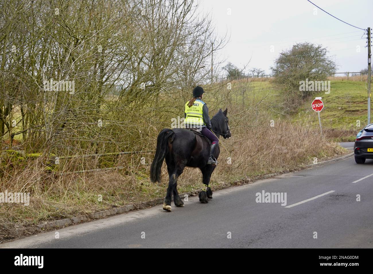 A female horse rider approaches a road junction as a car approaches ...