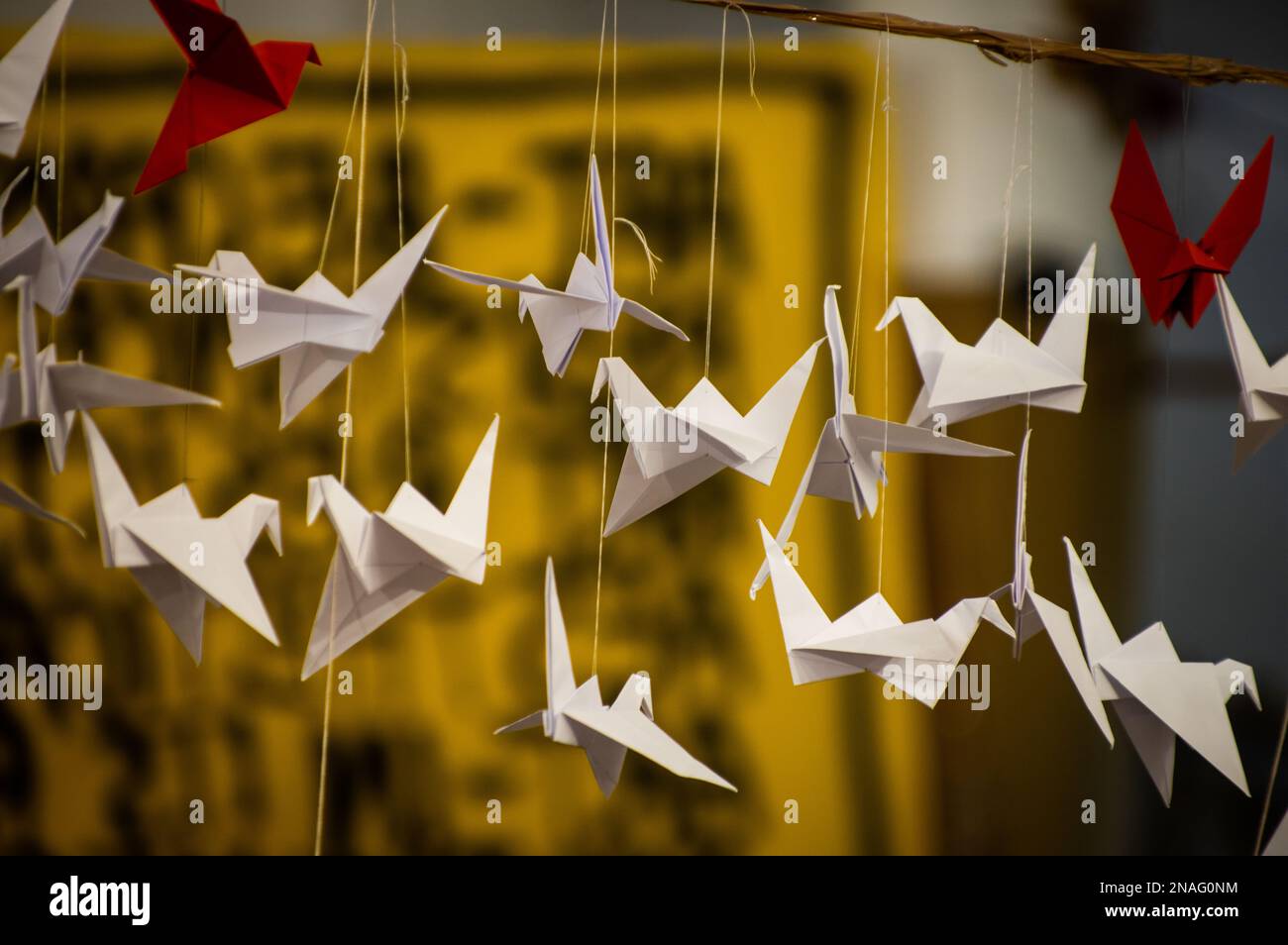 Japanese folded Origami cranes hanging on with strings. Hundreds ...