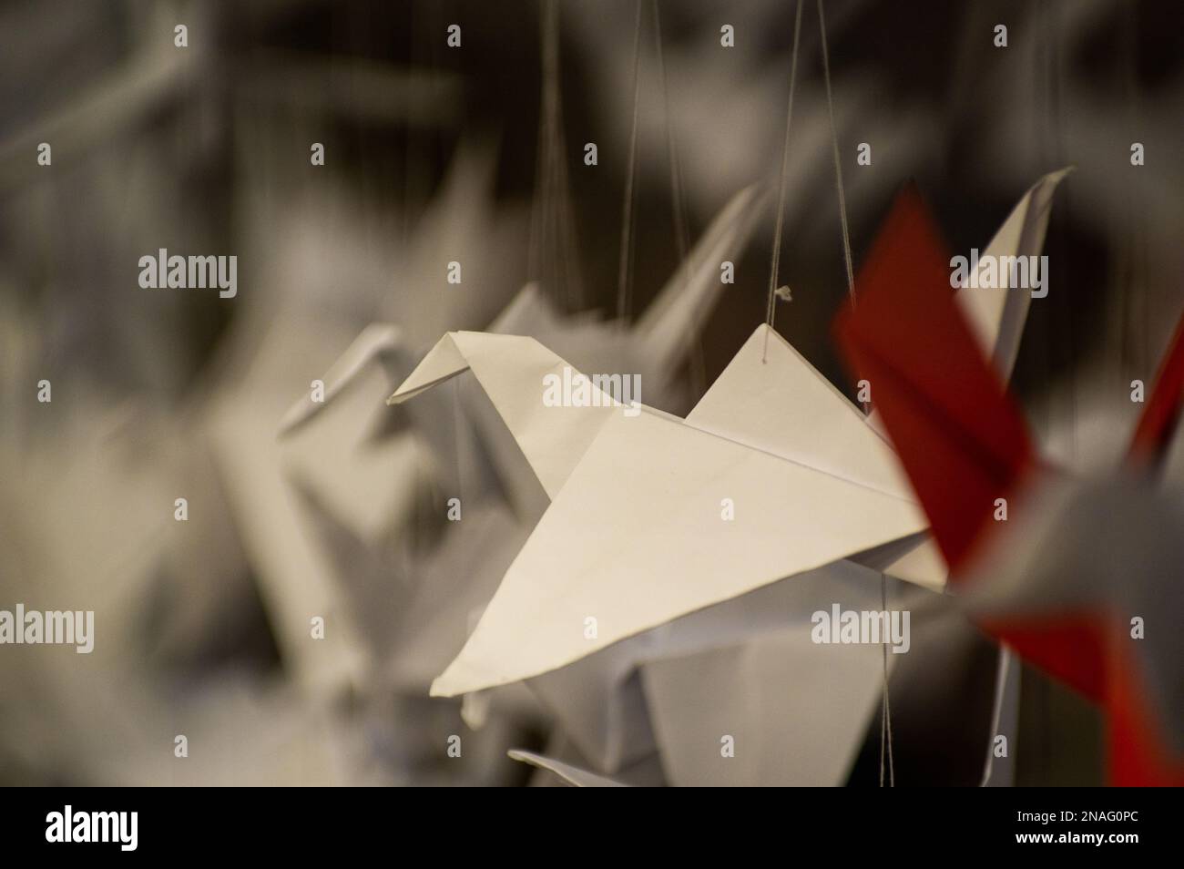 Japanese folded Origami cranes hanging on with strings. Hundreds ...
