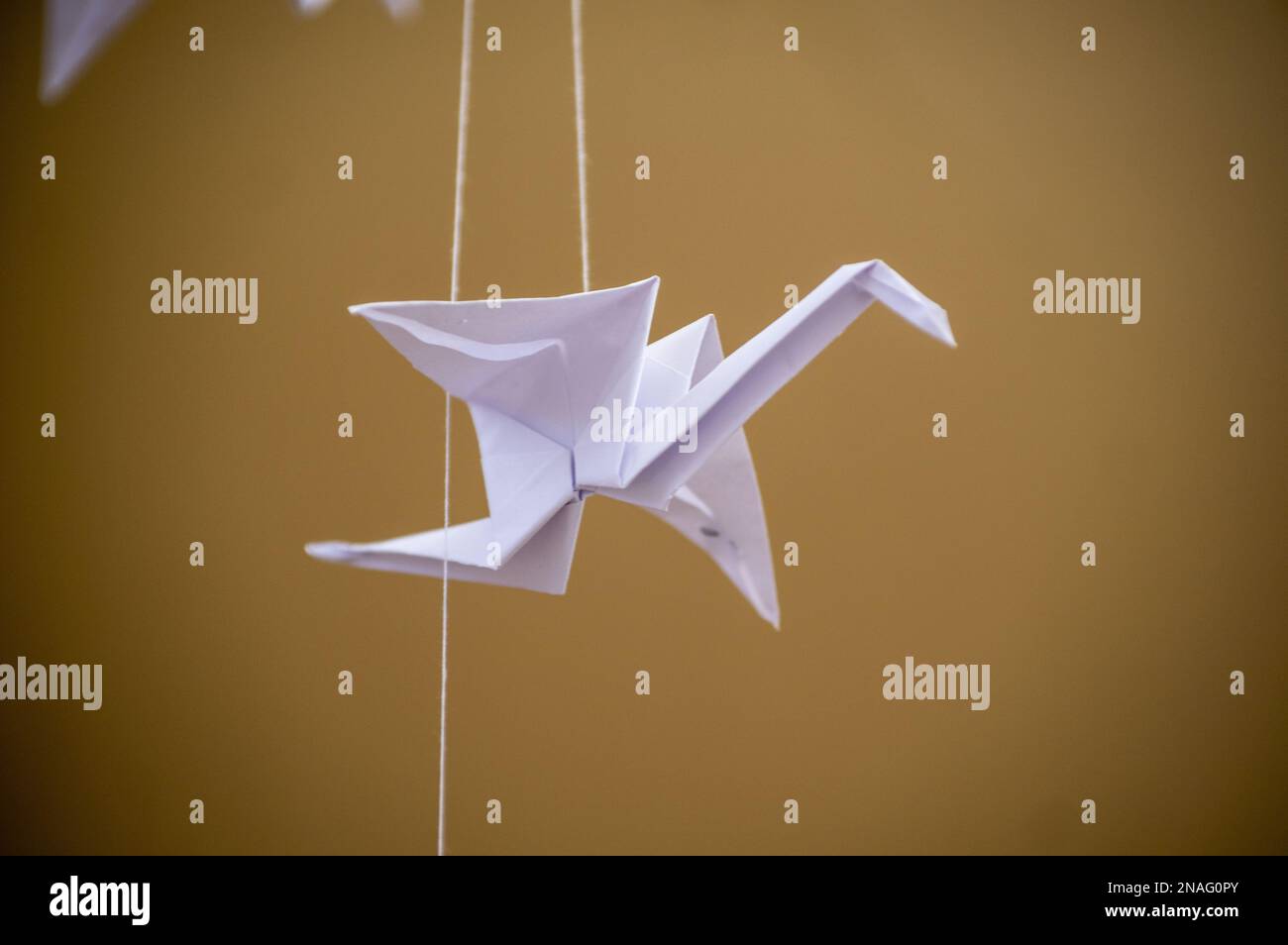 Japanese folded Origami cranes hanging on with strings. Hundreds ...