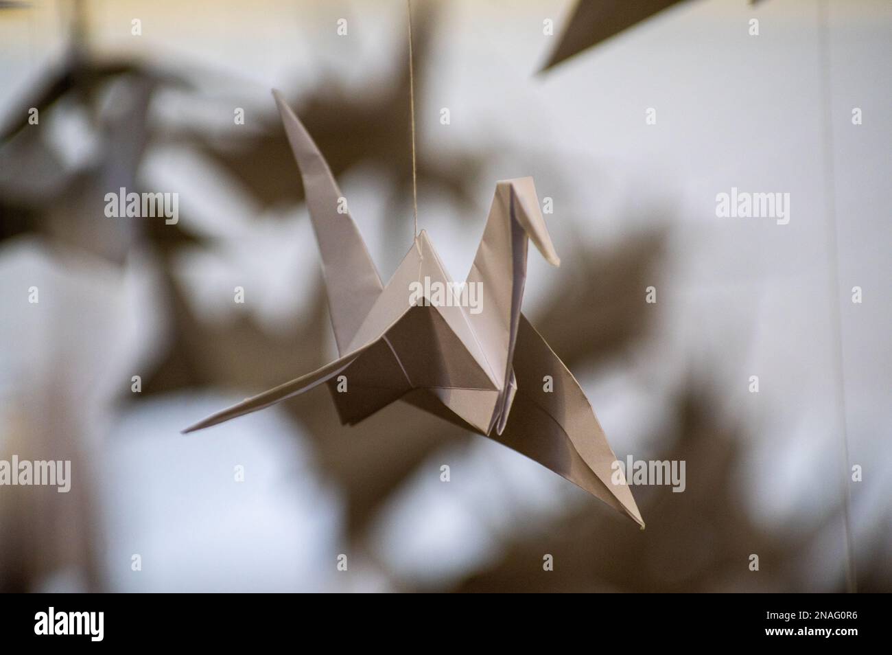 Japanese folded Origami cranes hanging on with strings. Hundreds ...