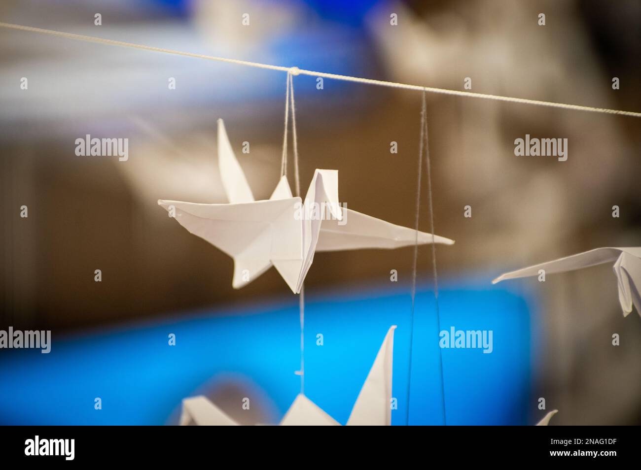 Japanese folded Origami cranes hanging on with strings. Hundreds ...