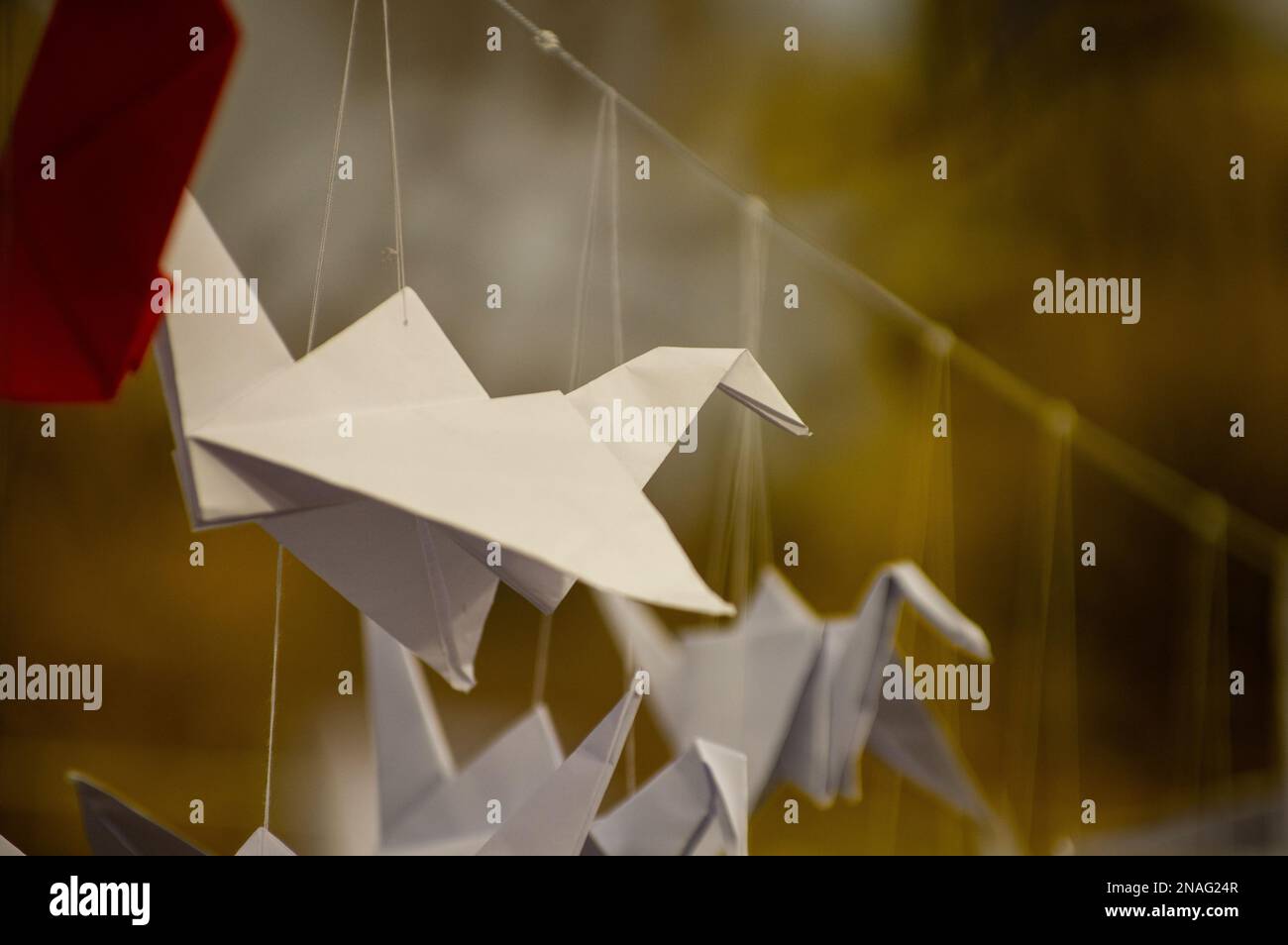 Japanese folded Origami cranes hanging on with strings. Hundreds ...