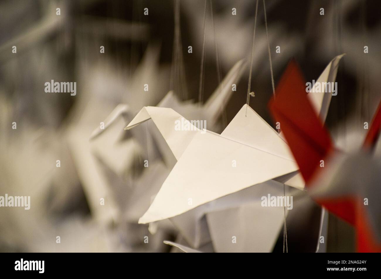 Japanese folded Origami cranes hanging on with strings. Hundreds ...