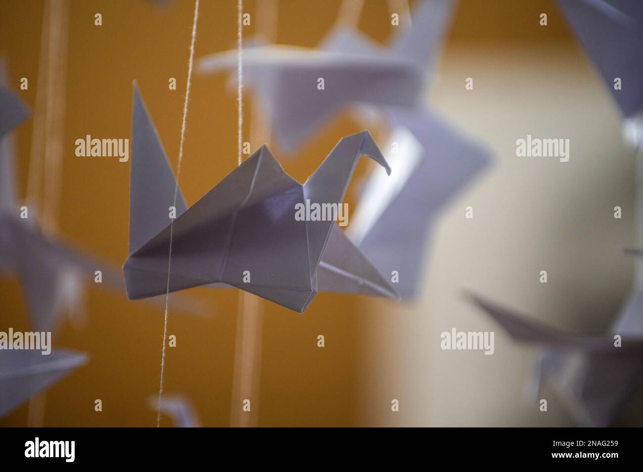 Japanese folded Origami cranes hanging on with strings. Hundreds ...