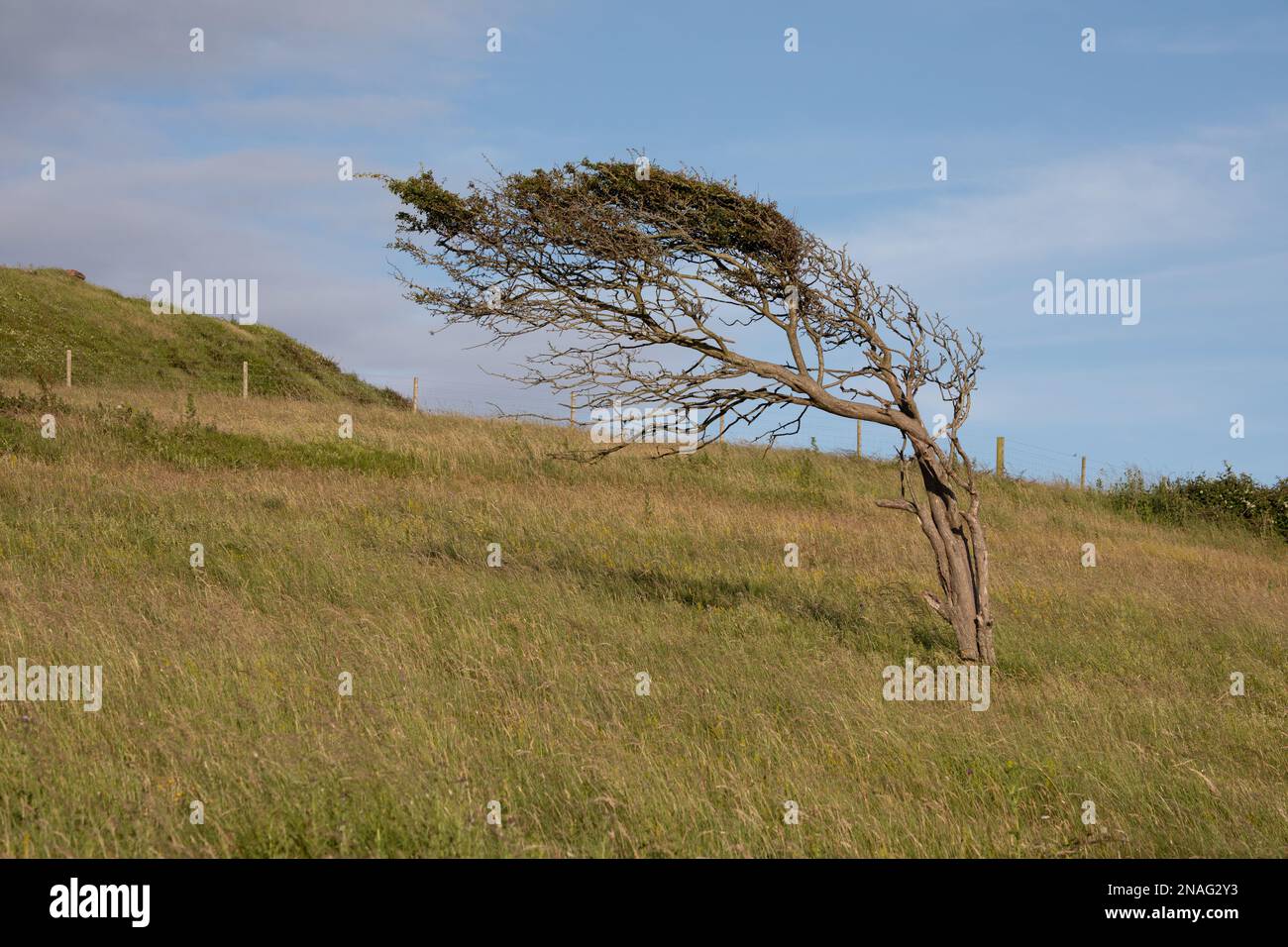 A small tree by the coast on the Isle of Wight in the UK has suffered ...