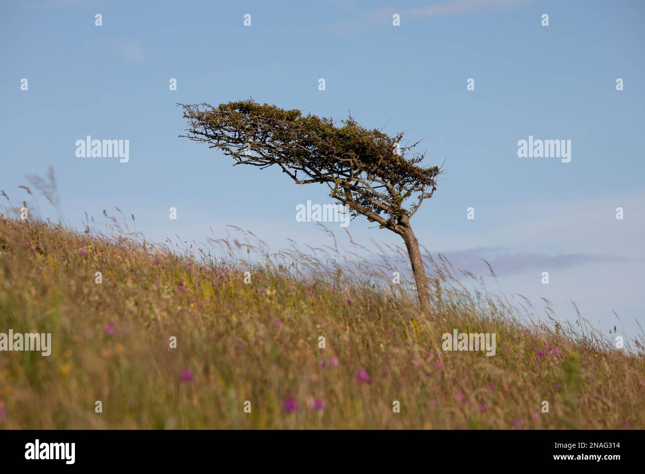 A small tree by the coast on Isle of Wight, UK has suffered the ...