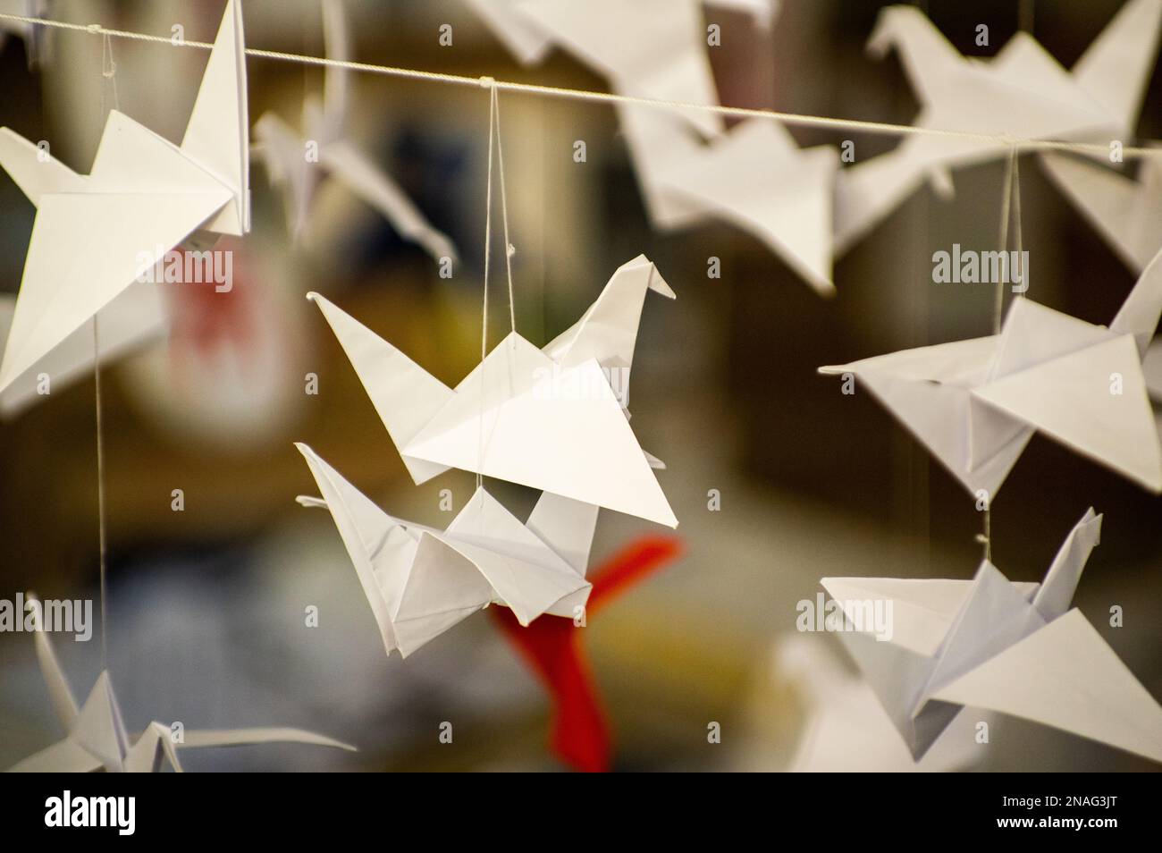 Japanese folded Origami cranes hanging on with strings. Hundreds ...