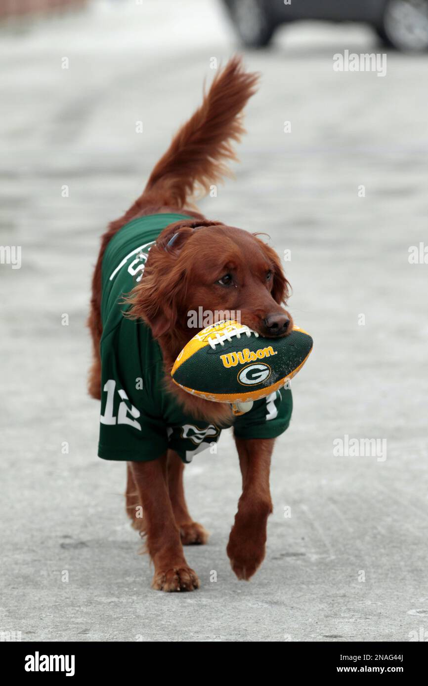 Kinziy, owned by Casey Kaim, carries a football before an NFL ...