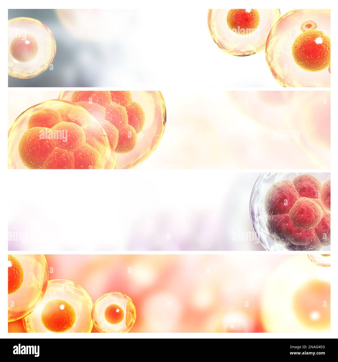 Collection of horizontal banners with organic cells. Virus, germ or ...