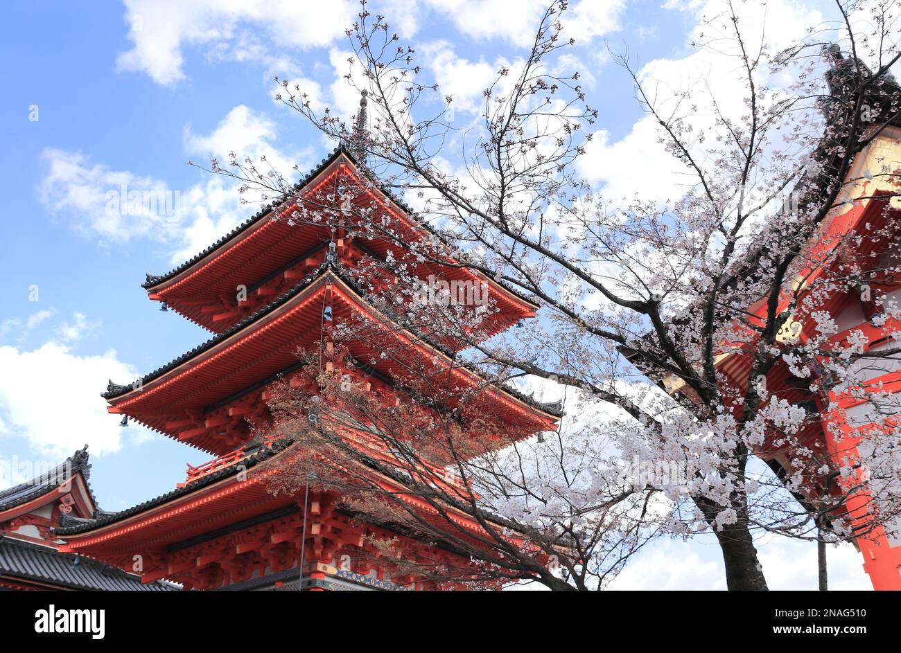 Ancient pavilion and blooming sakura branches in Fushimi Inari shrine ...