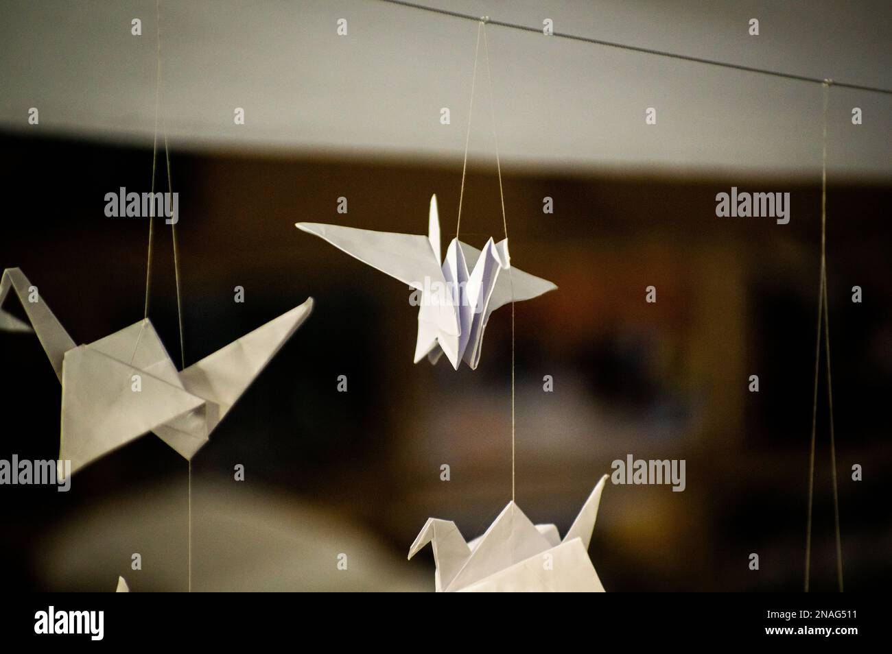 Japanese folded Origami cranes hanging on with strings. Hundreds ...