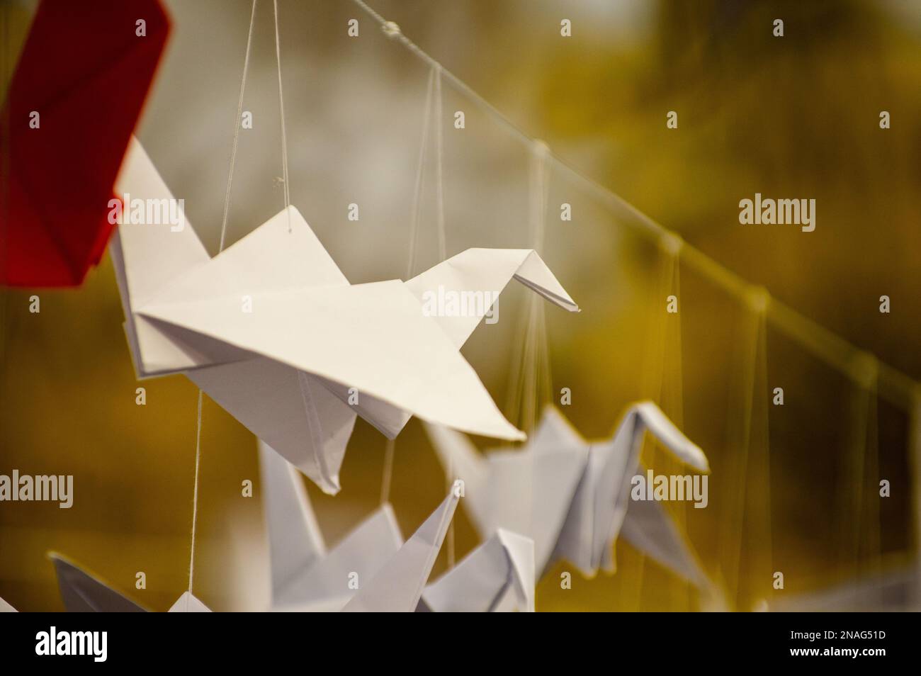 Japanese folded Origami cranes hanging on with strings. Hundreds ...