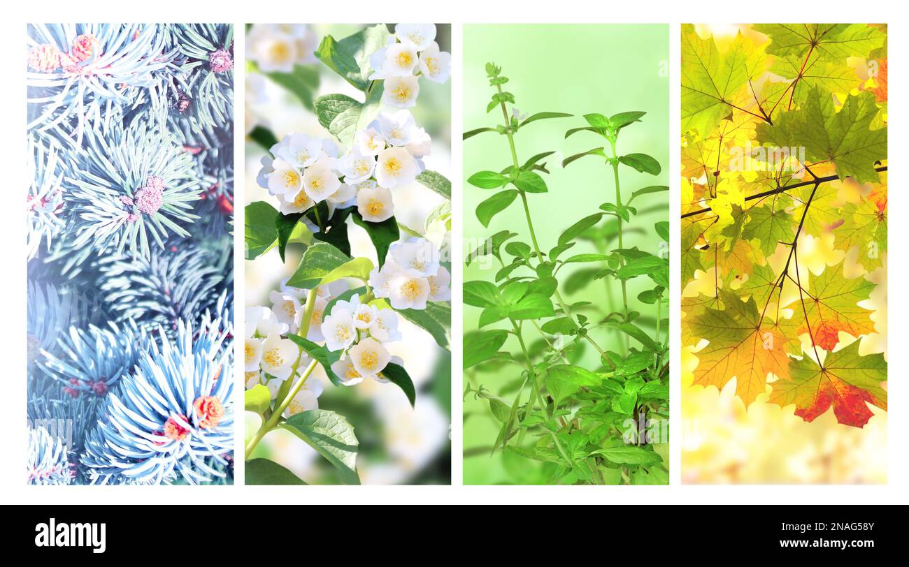 Four seasons of year. Set of vertical nature banners with winter ...