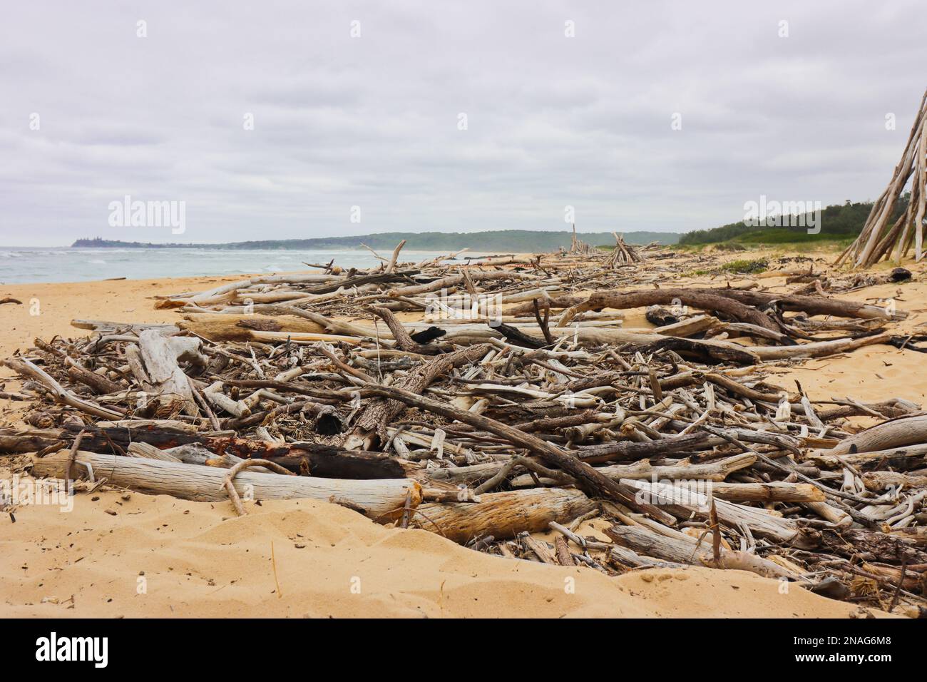 A multitude of driftwood on Main Beach Tuross Head Stock Photo - Alamy