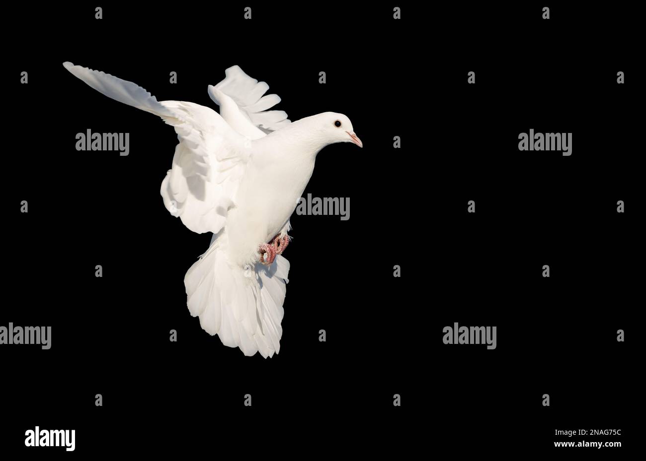 white dove in flight isolated on black Stock Photo - Alamy