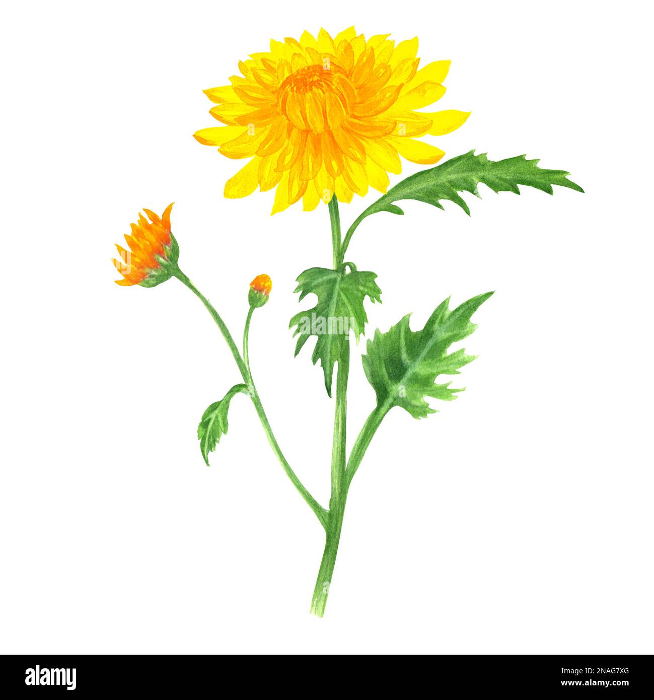 Yellow Chrysanthemum Drawing