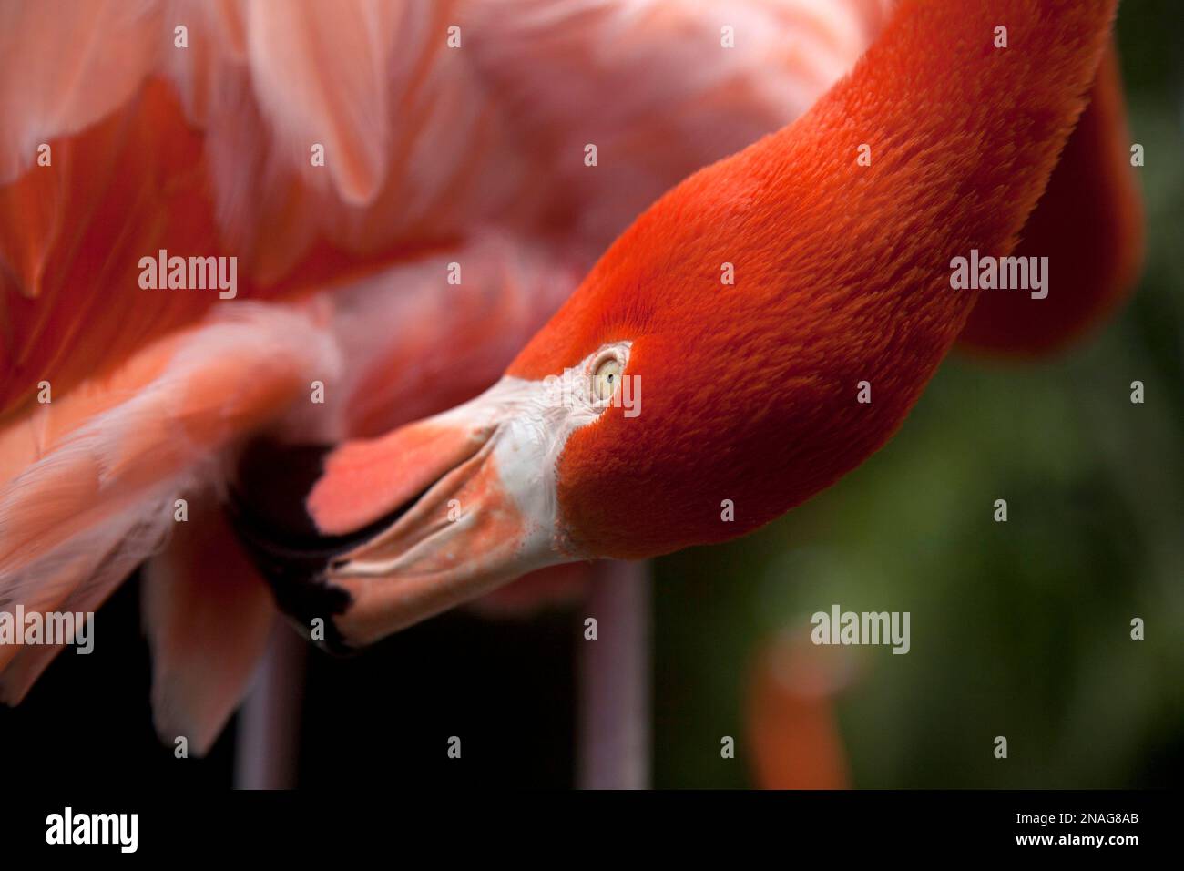 A flamingo cleans its feathers during the Flamingo Fest at Flamingo ...