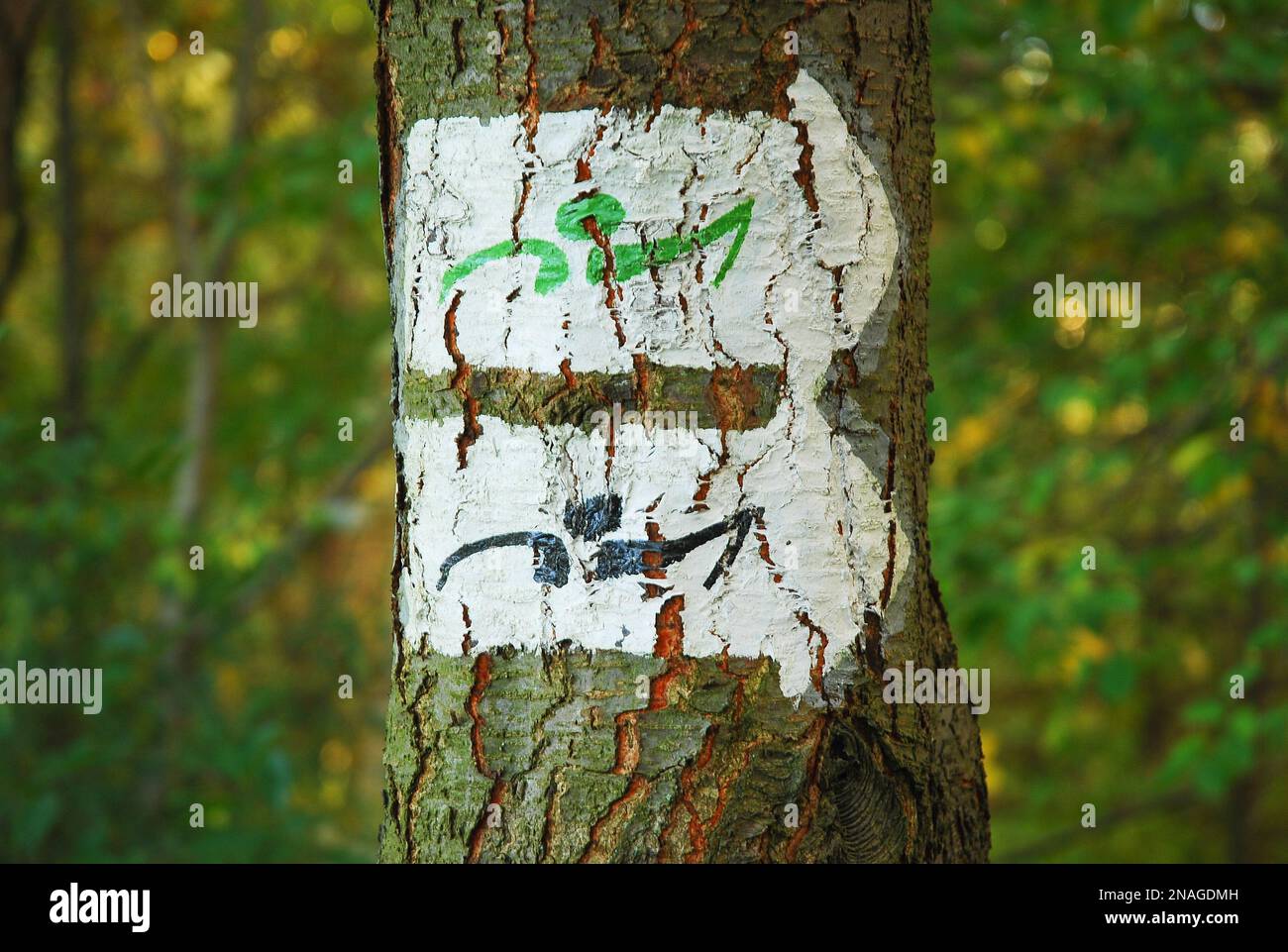 Marking of designated nordic walking trails. A white arrow sign with ...