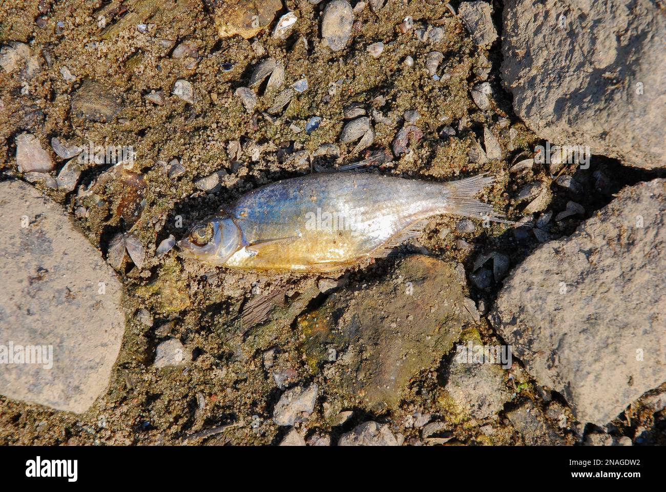 Environmental disaster oder hi-res stock photography and images - Alamy