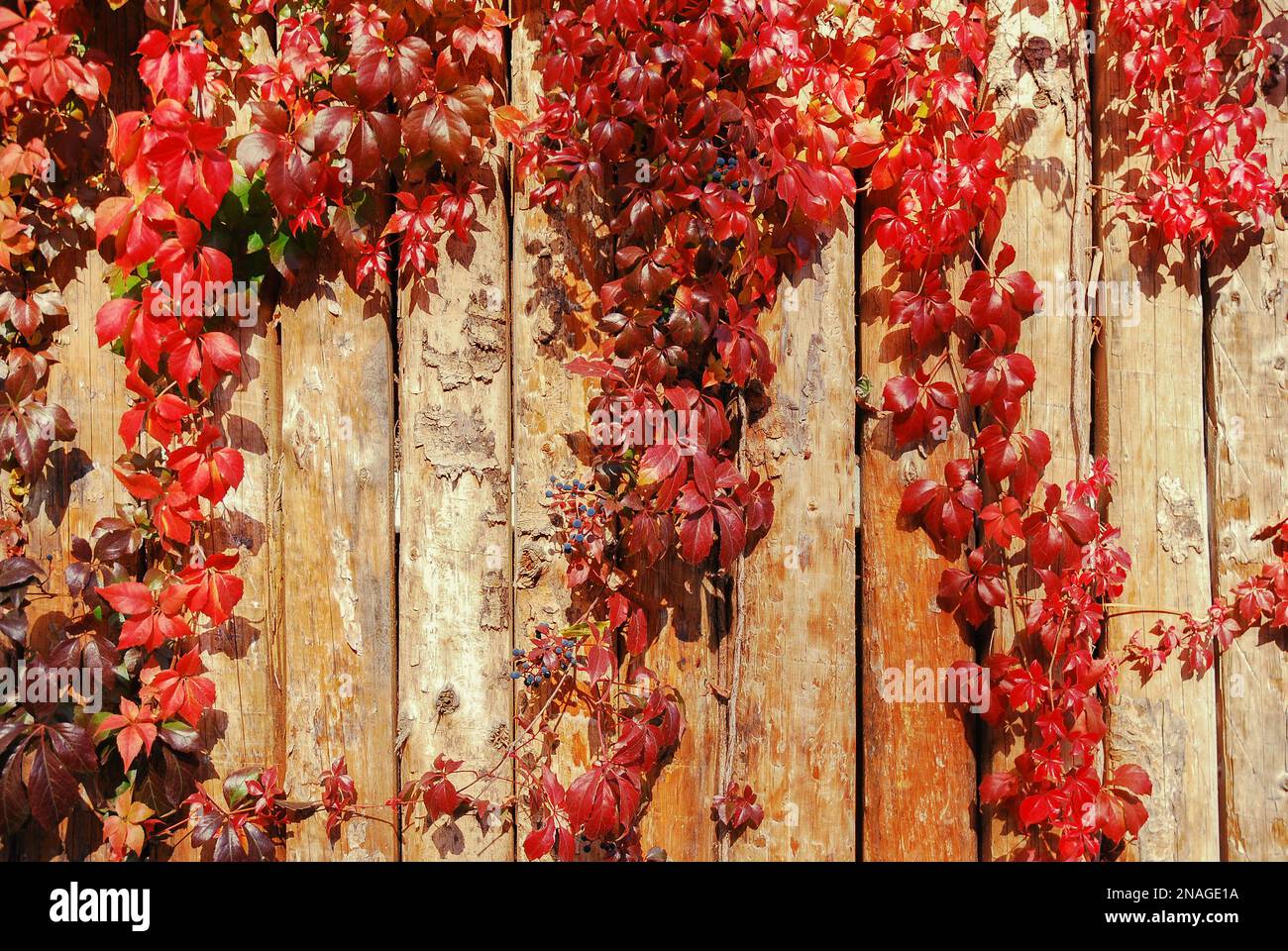 Ivy with red berries on wooden fence hi-res stock photography and ...