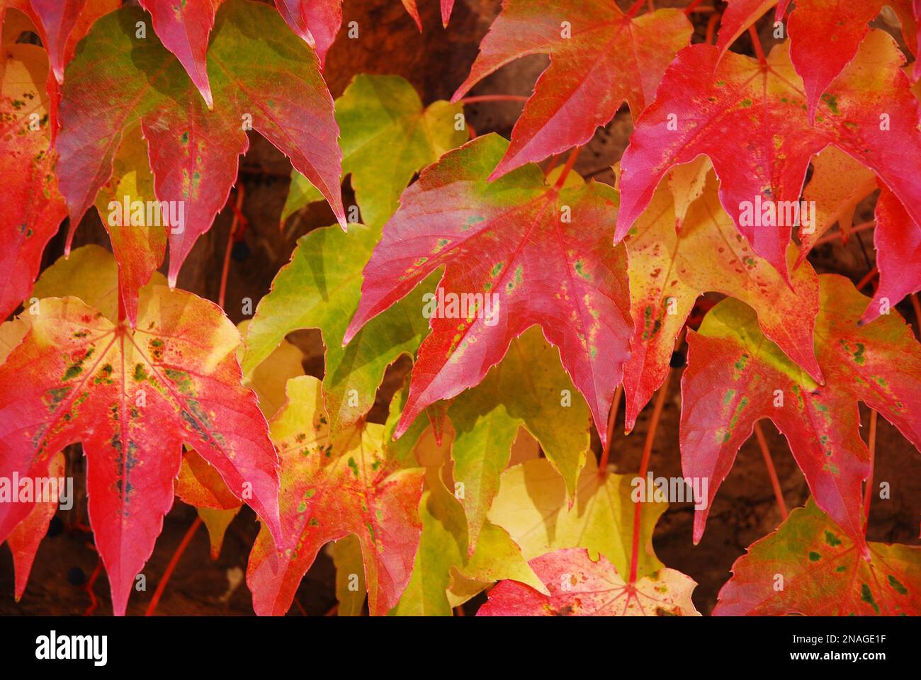 Yellow stone called wall texture hi-res stock photography and images ...