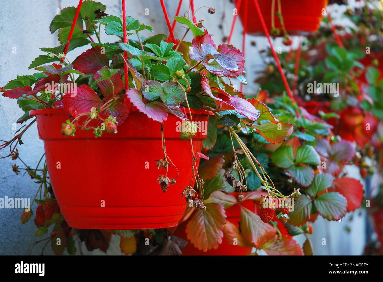 Year-round seedlings - strawberry bushes grow in red hanging pots ...